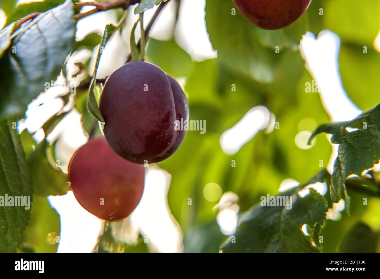 Baby plum tree hi-res stock photography and images - Alamy
