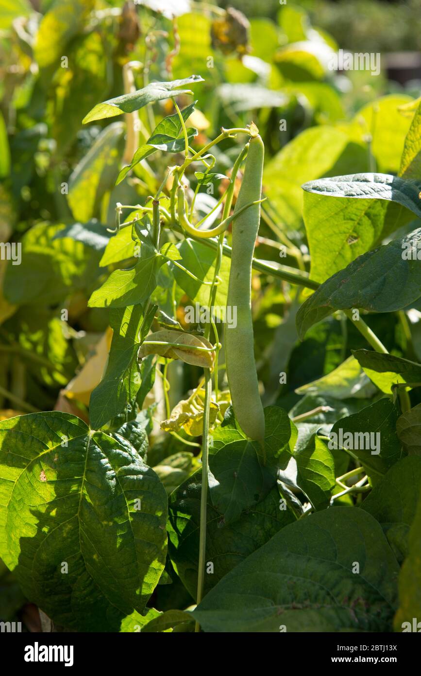 Common bean hi-res stock photography and images - Alamy