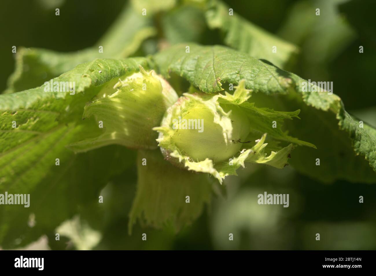 Hazel nut (Corylus avellana) with large hazel aphid ( Corylobium ...