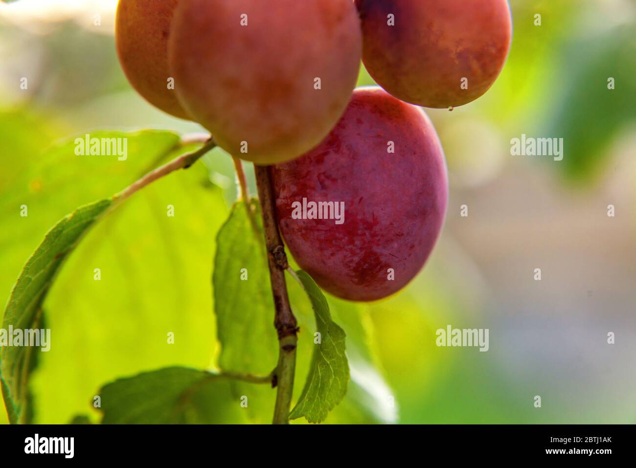 Perfect red plum growing on tree in organic plum orchard. Autumn fall ...