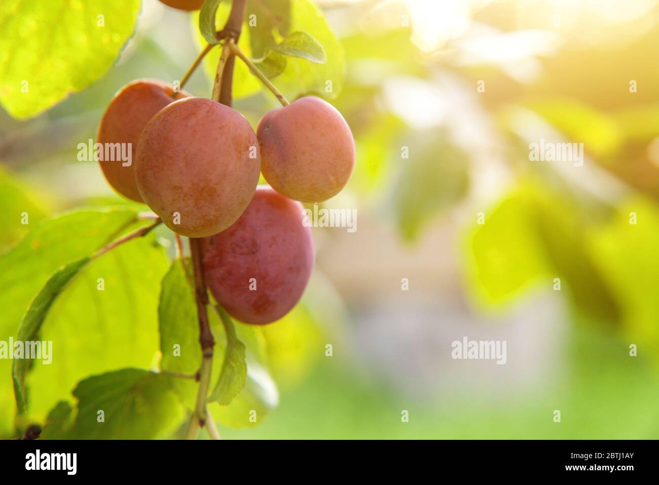 Baby plum tree hi-res stock photography and images - Alamy