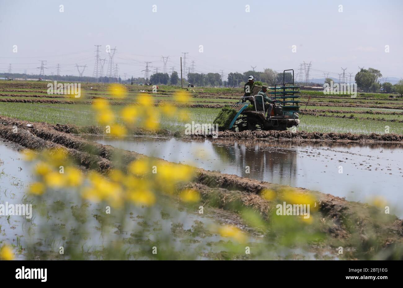 Transplanter plant rice hi-res stock photography and images - Alamy