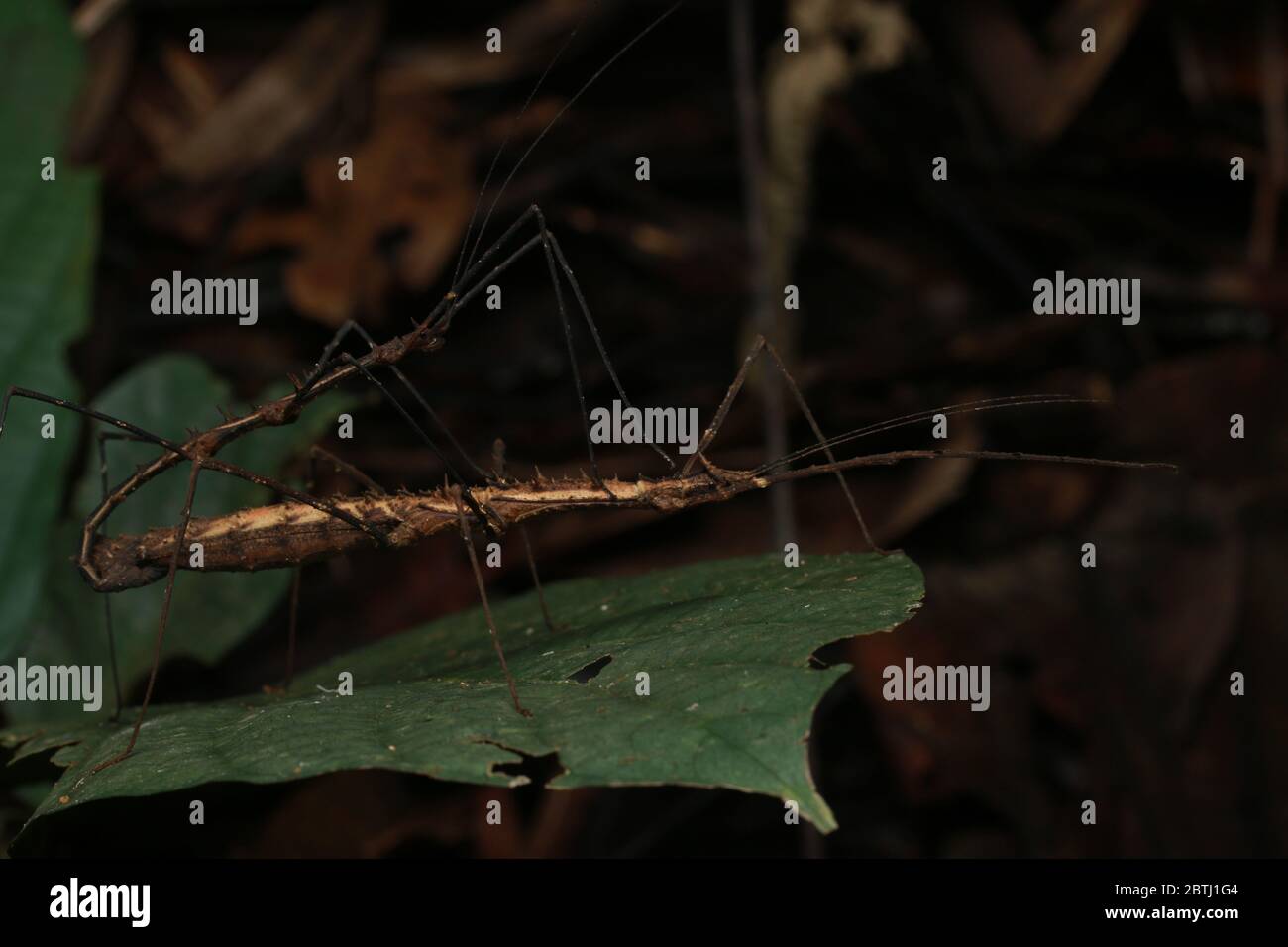 Spiky Stick Insect (Stheneboea verruculosa Stock Photo - Alamy