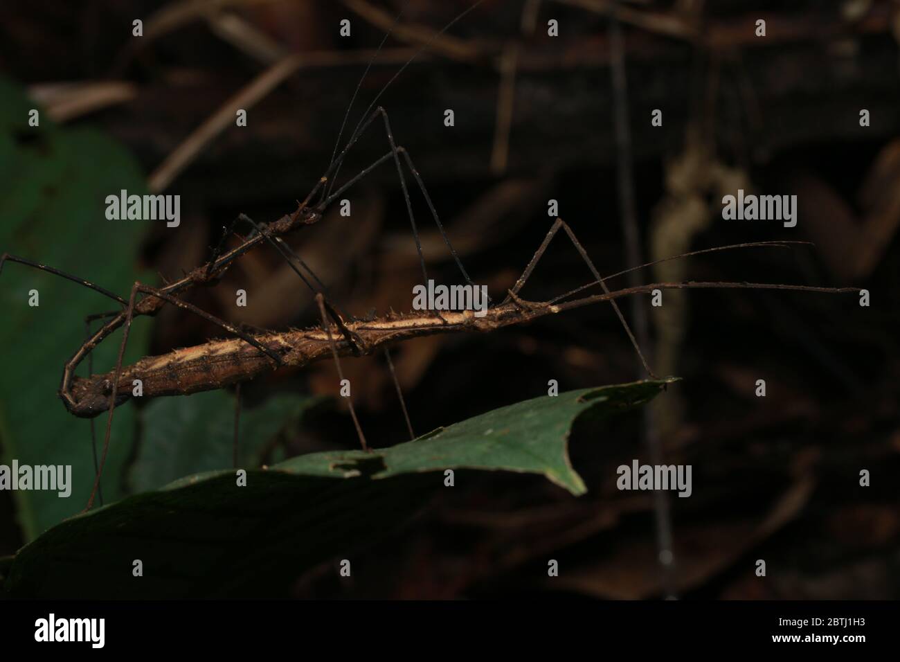 Spiky Stick Insect (Stheneboea verruculosa Stock Photo - Alamy