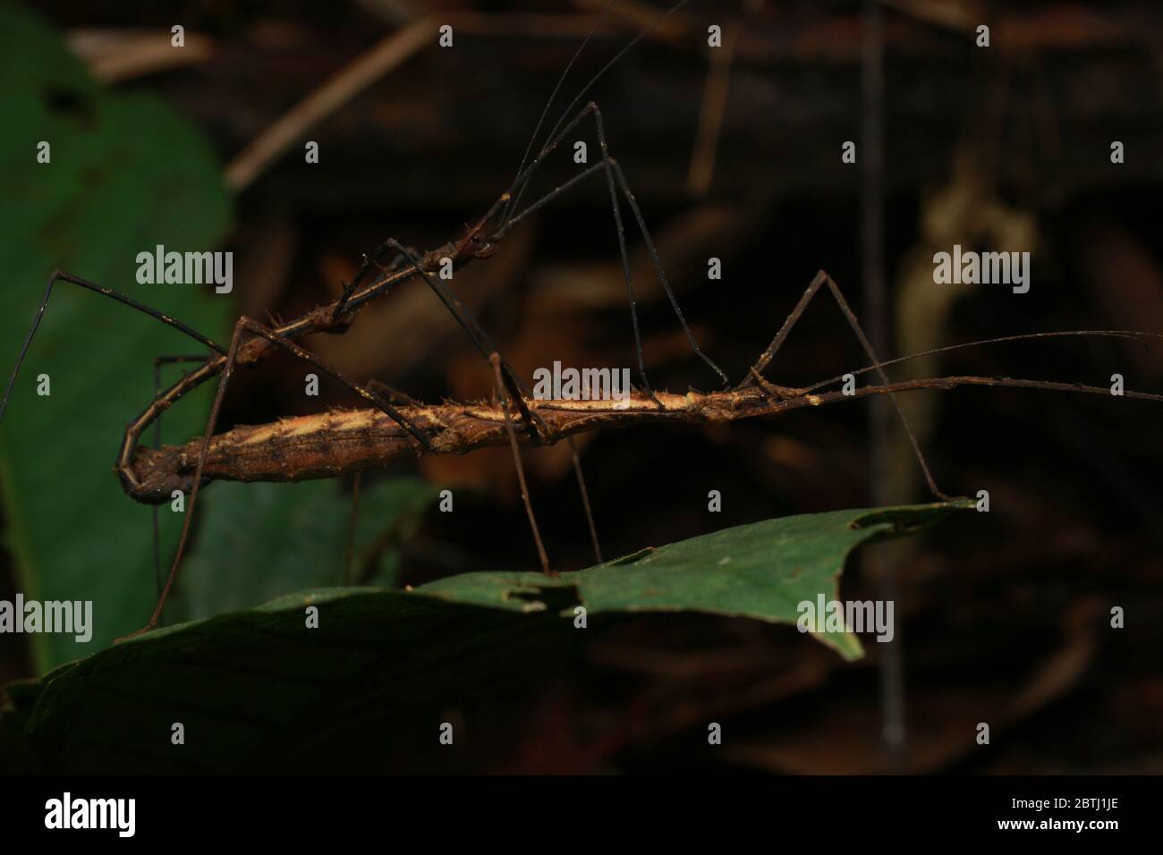 Spiky Stick Insect (Stheneboea verruculosa Stock Photo - Alamy