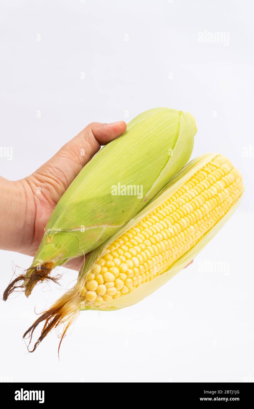Fresh corn in hand isolated on white background Stock Photo - Alamy