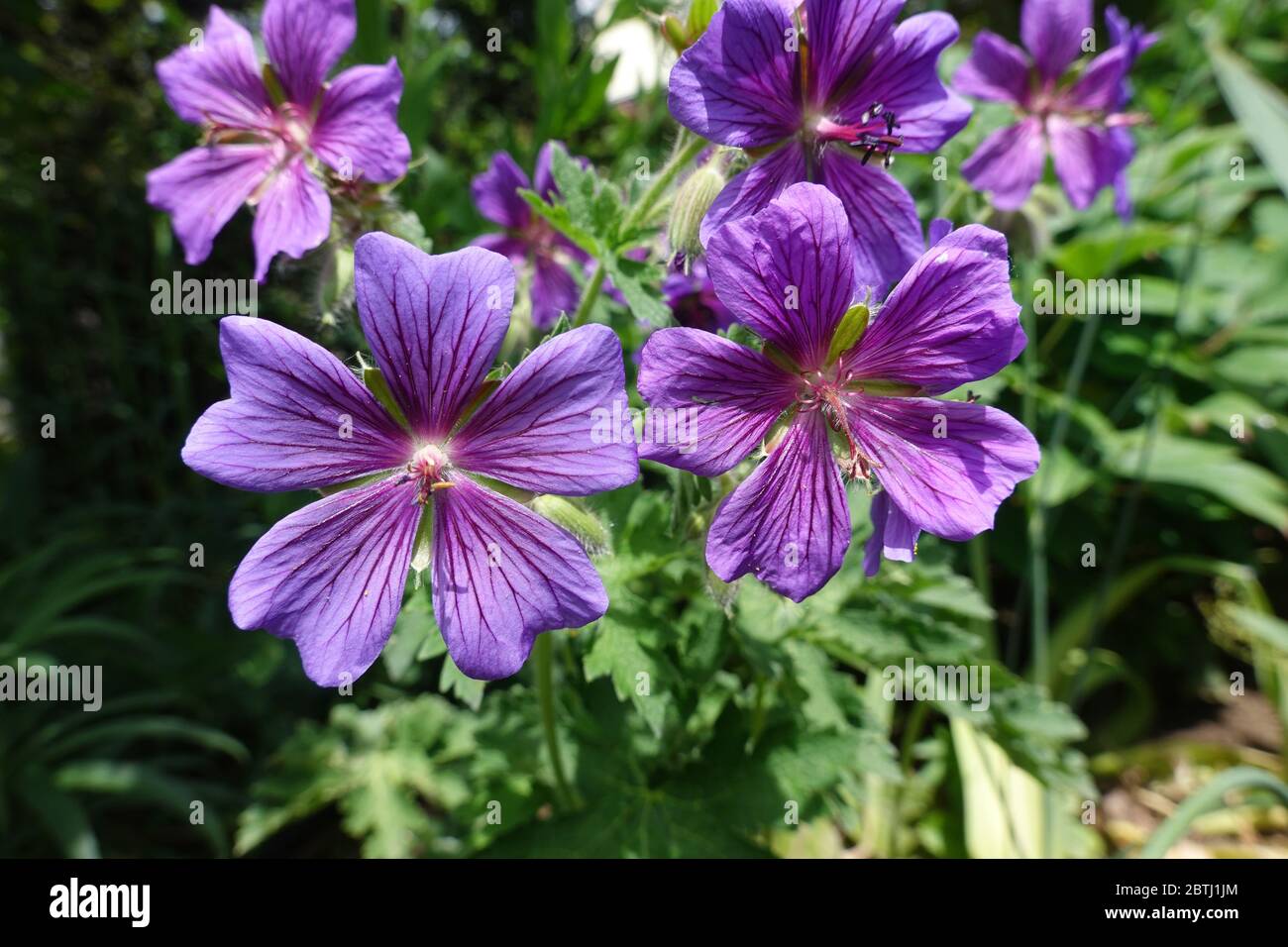Flowers of blooming purple cranesbill, geranium x magnificum, close up ...