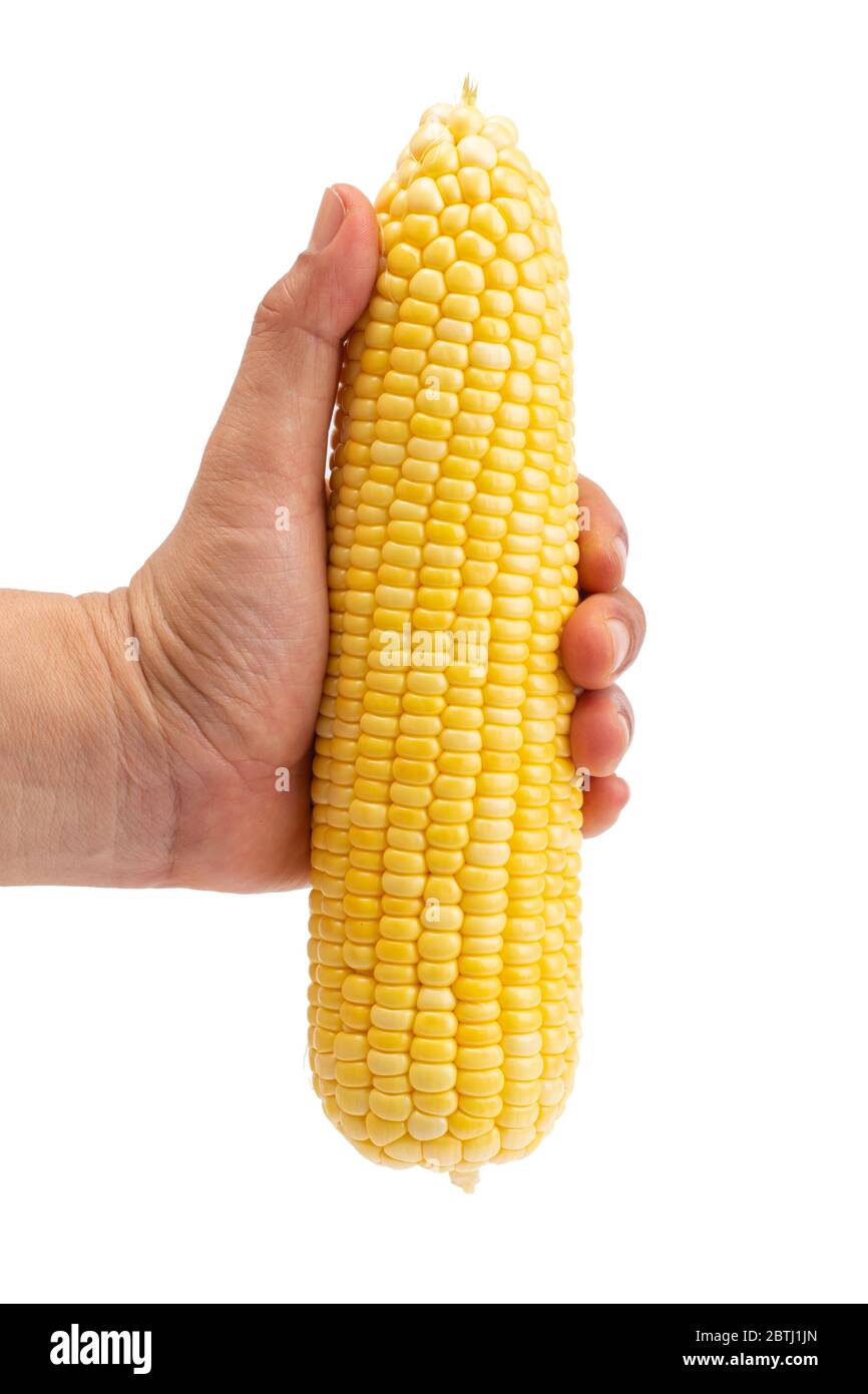 Fresh corn in hand isolated on white background Stock Photo - Alamy