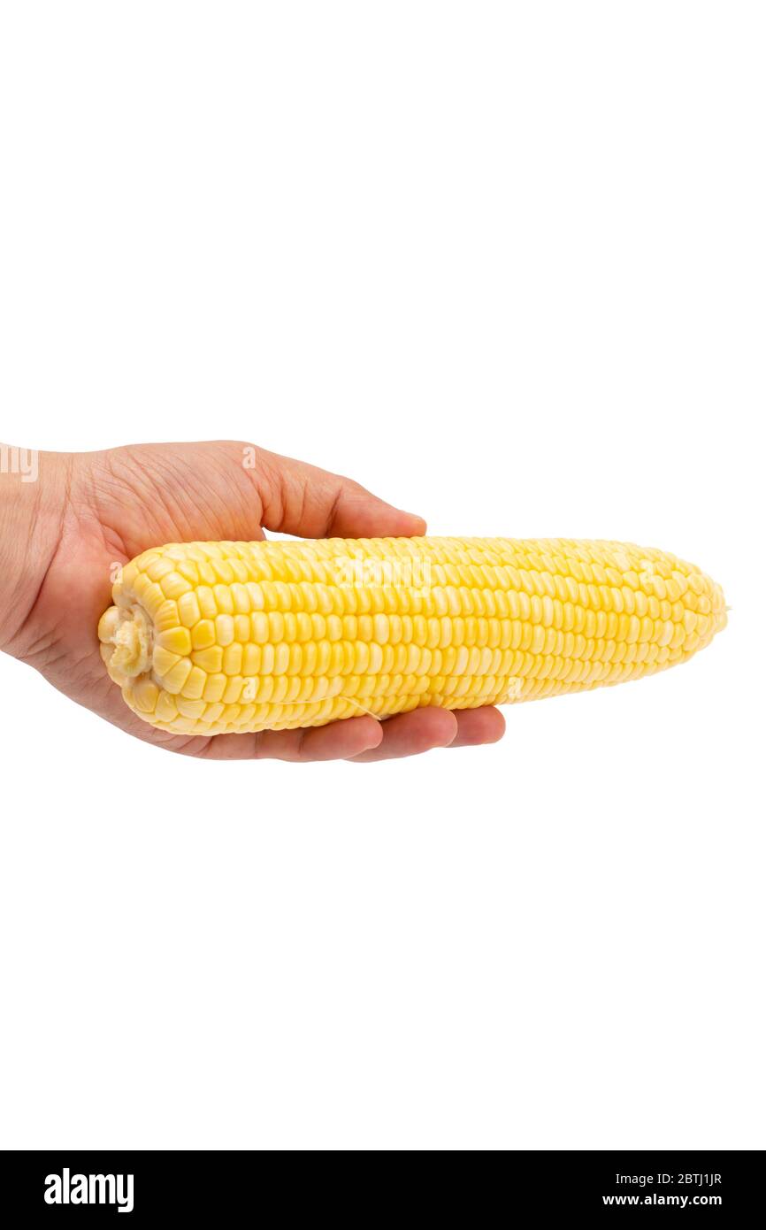 Fresh corn in hand isolated on white background Stock Photo - Alamy
