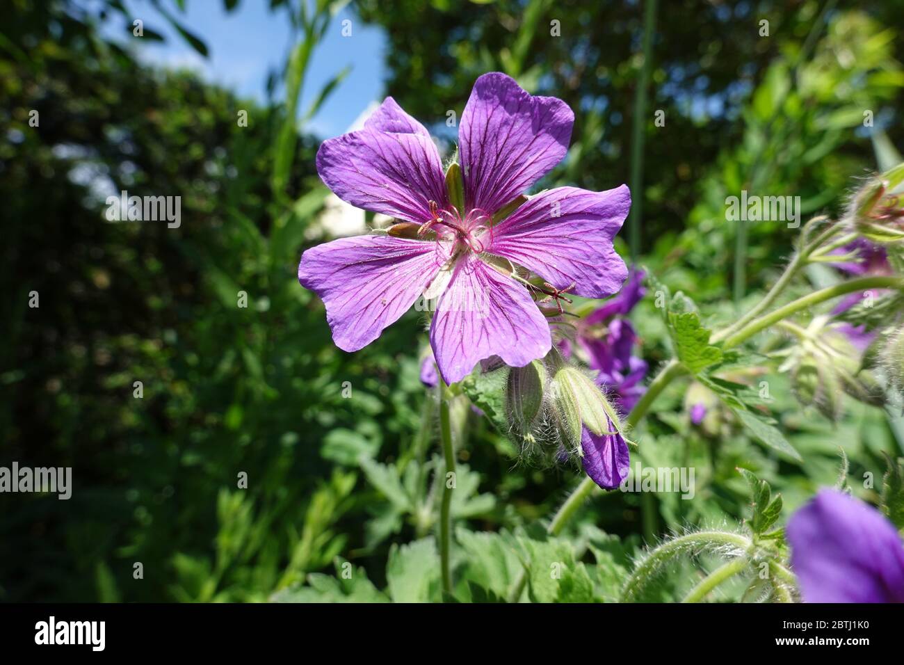 Flowers of blooming purple cranesbill, geranium x magnificum, close up ...