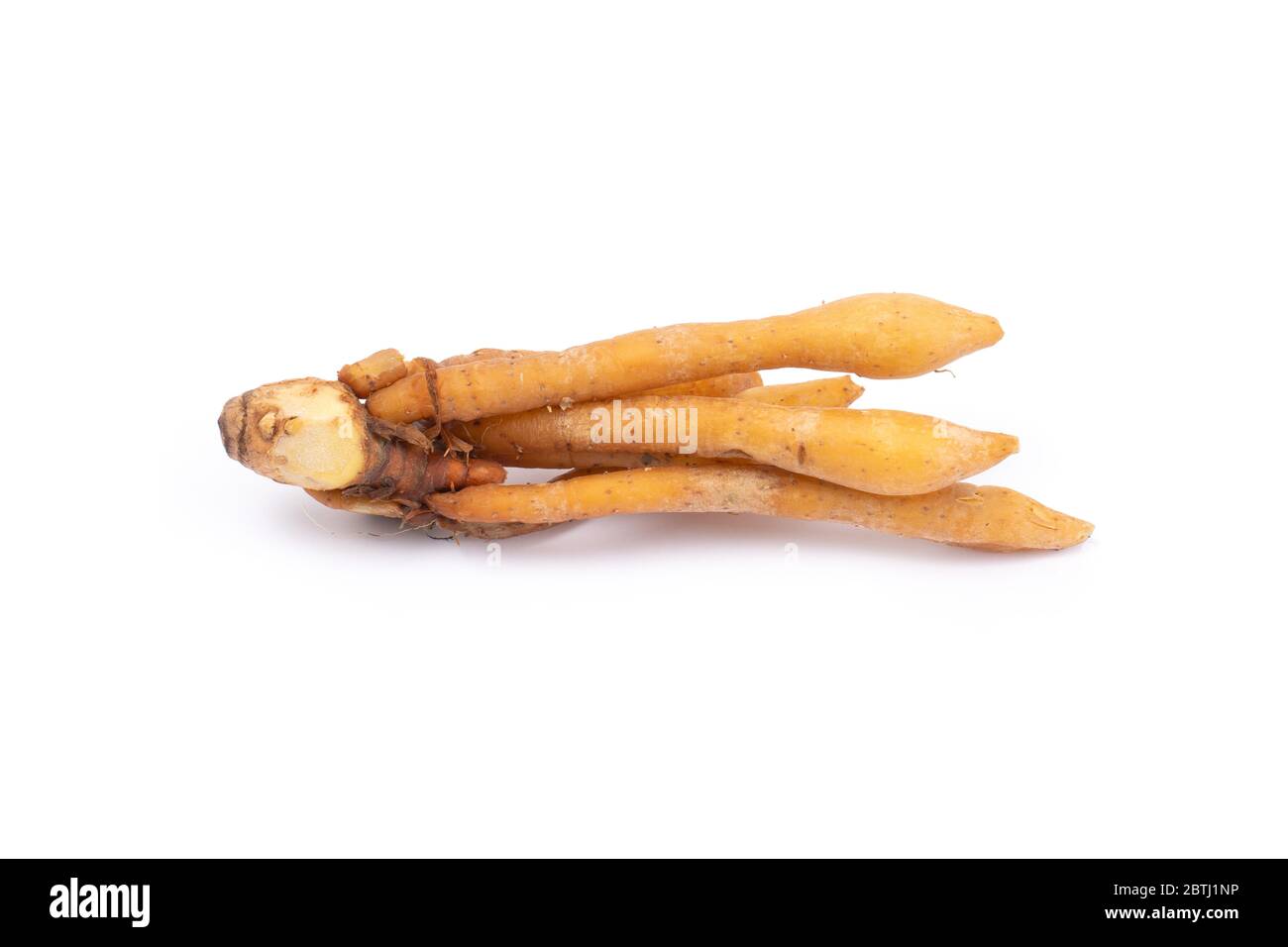Fingerroot (Chinese's Ginger) isolated on white background Stock Photo ...