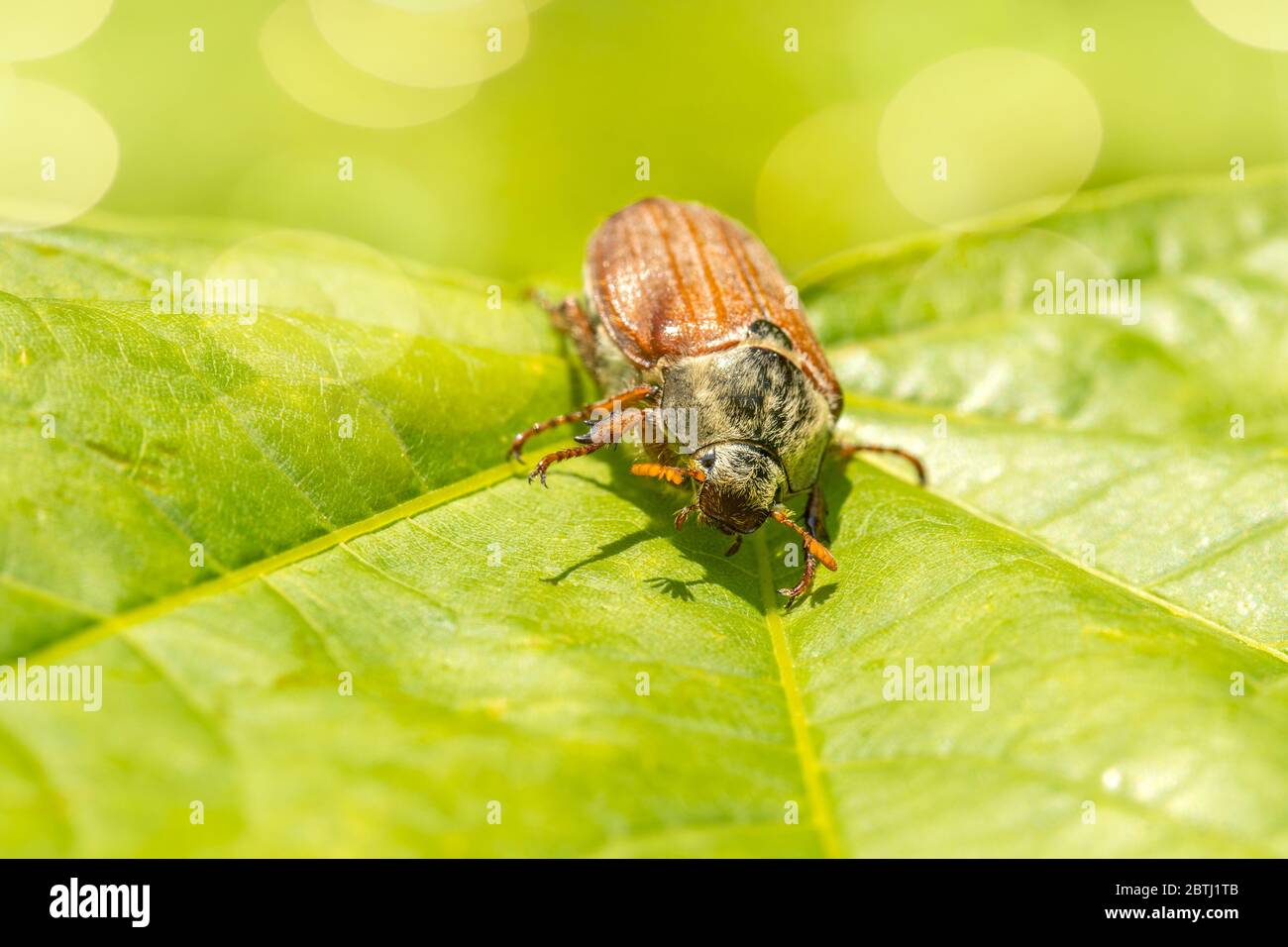 Close up of the beetle pest - common cockchafer also known as a May bug ...