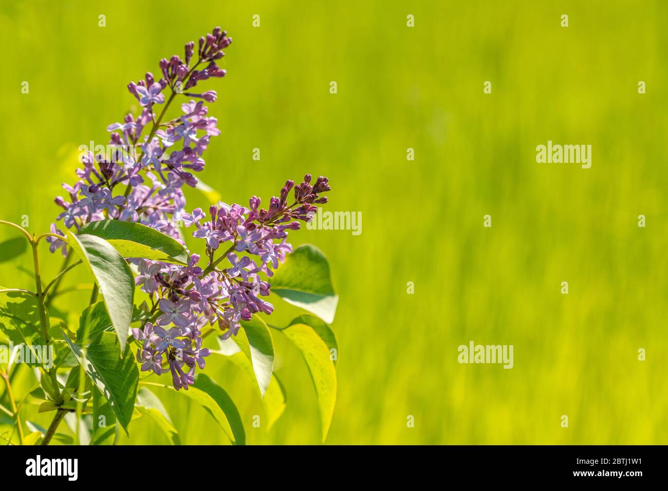 Purple lilac flower starting to bloom in early spring Stock Photo - Alamy