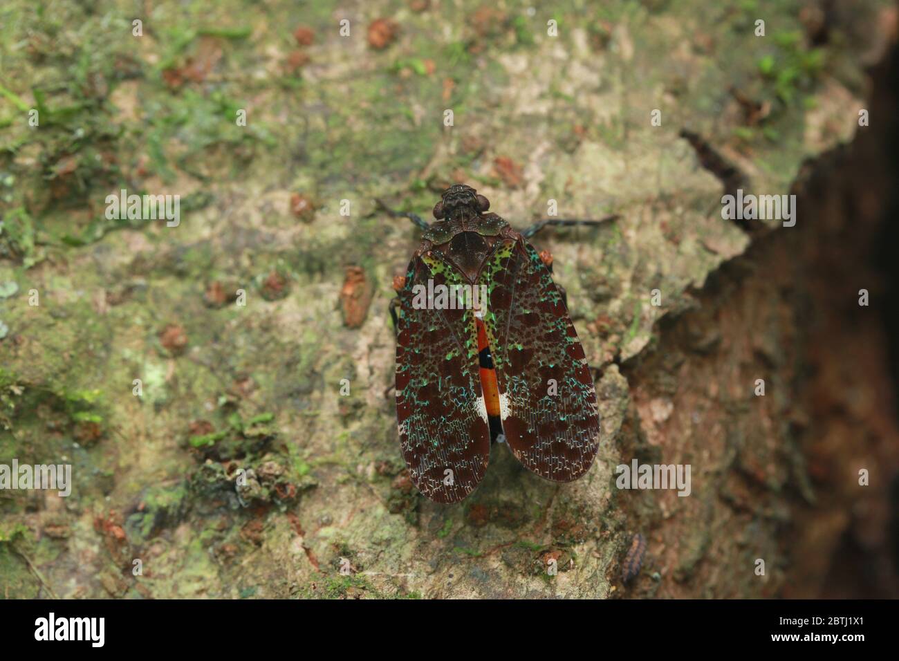 Penthicodes bimaculata (Schmidt, 1905 Stock Photo - Alamy