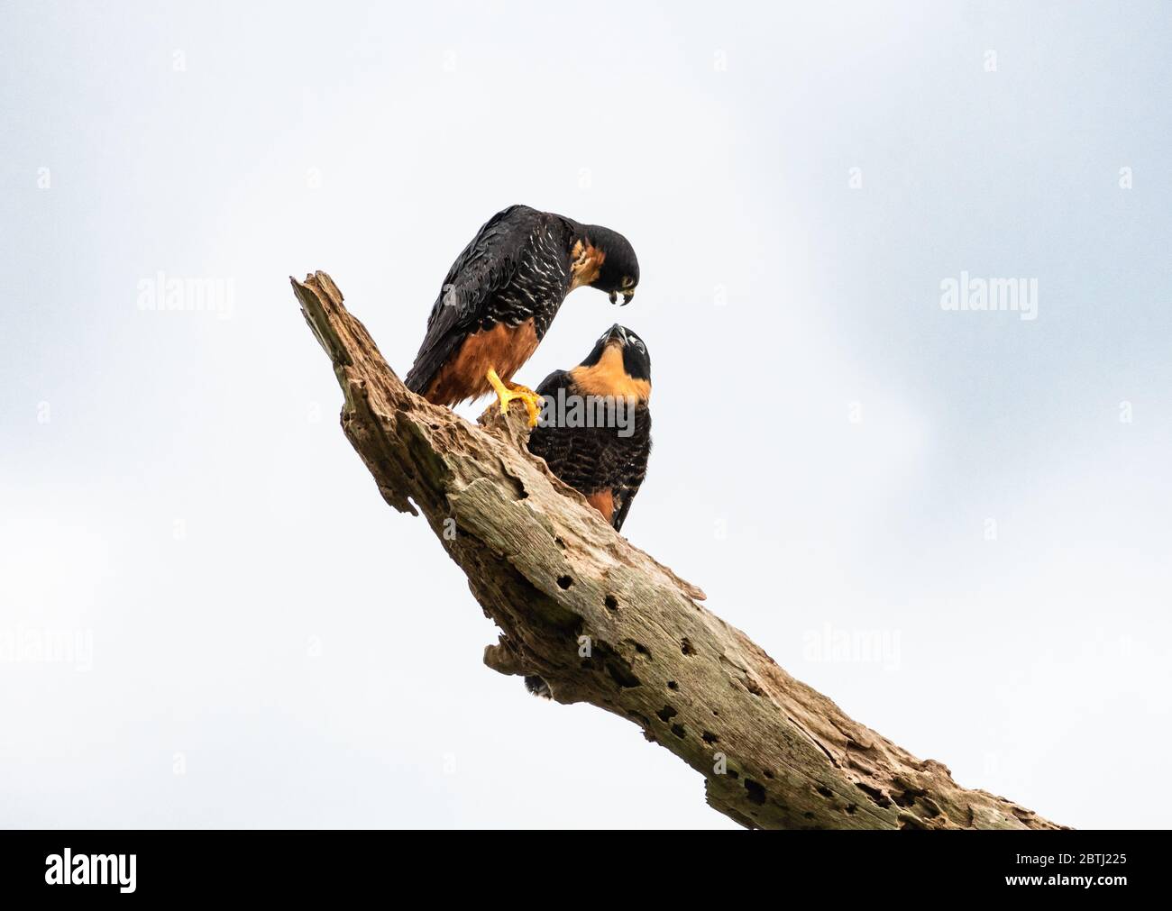 A parent Bat Falcon preening and teaching its young Stock Photo - Alamy