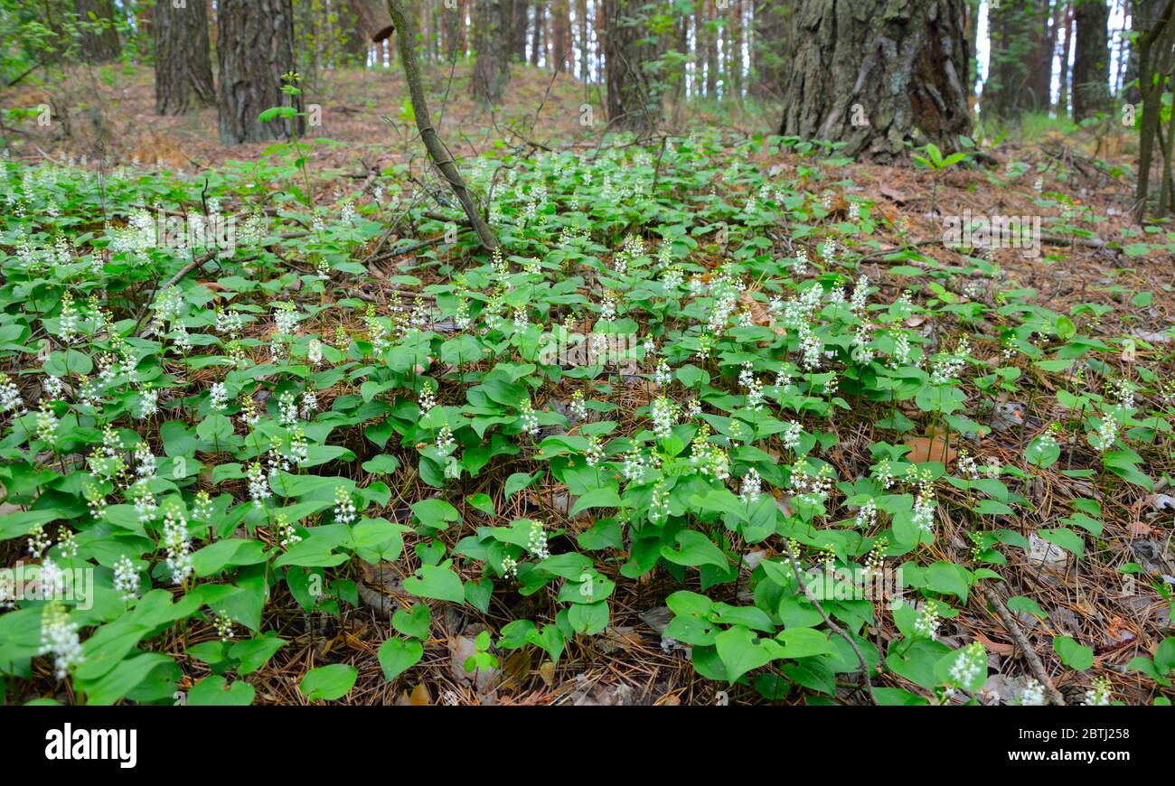 Maianthemum bifolium, false lily of the valley or May lily Stock Photo ...