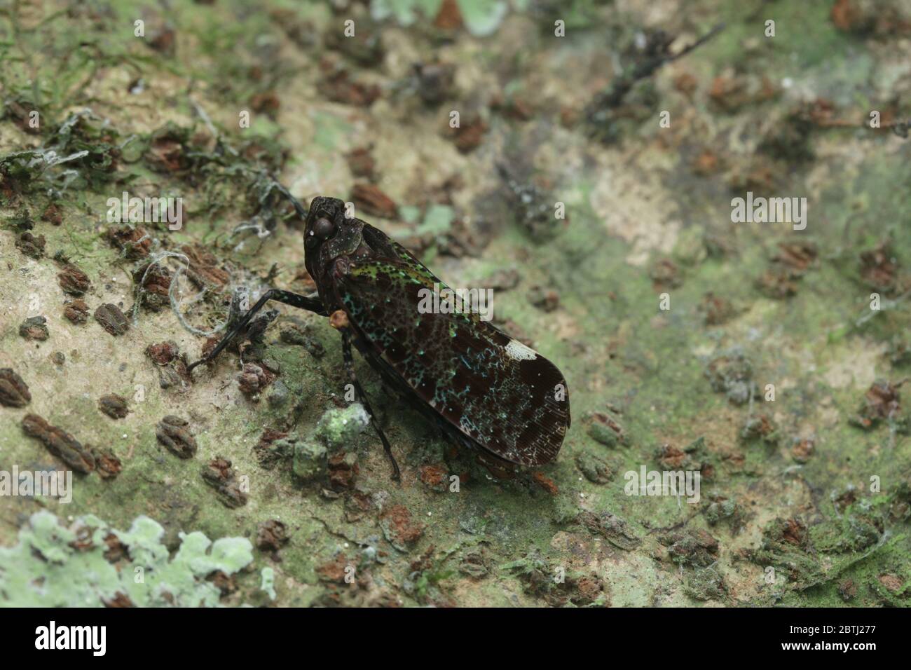 Penthicodes hi-res stock photography and images - Alamy