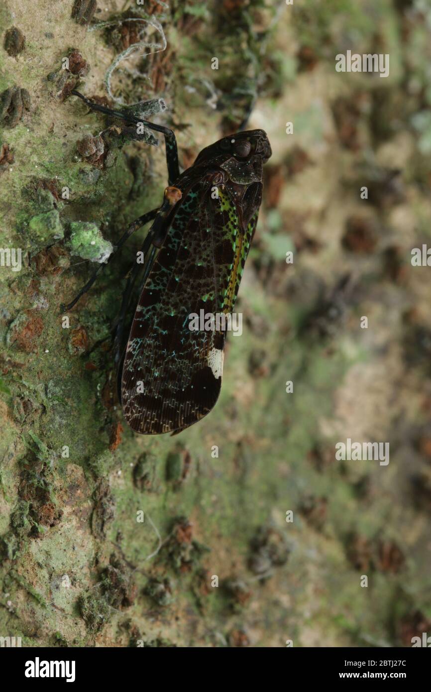 Lantern malay hi-res stock photography and images - Alamy