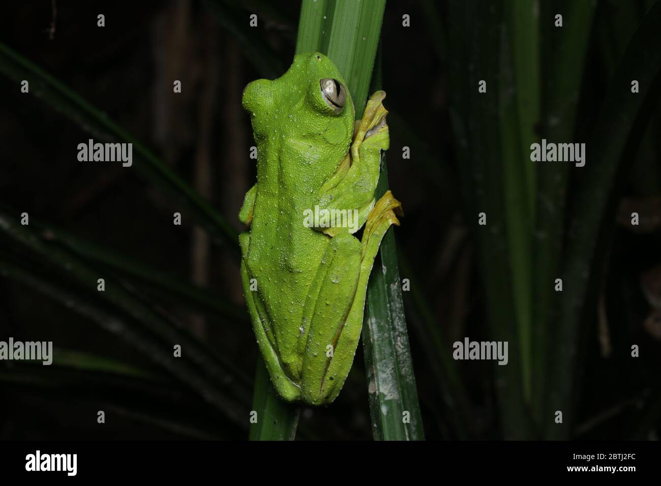 Wallaces flying frog rhacophorus nigropalmatus hi-res stock photography ...