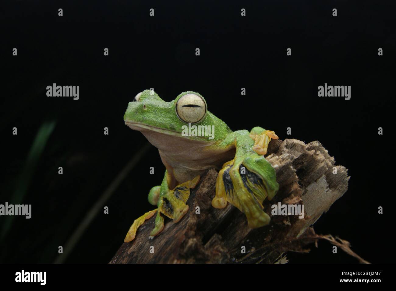 Flying frogs hi-res stock photography and images - Alamy