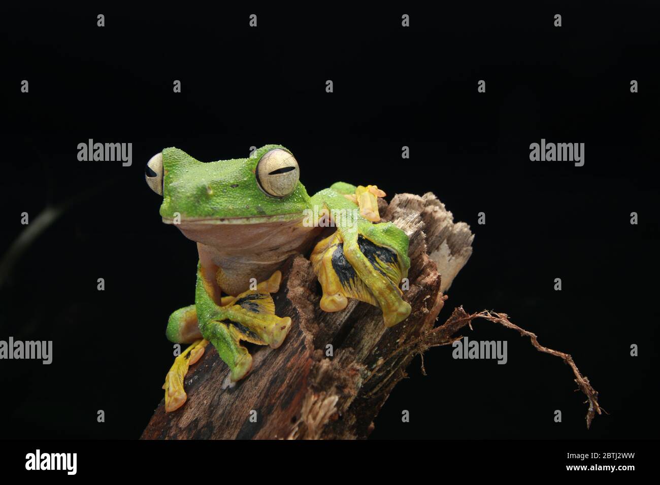 Wallace's Gliding Frog (Rhacophorus nigropalmatus) Like most of the ...