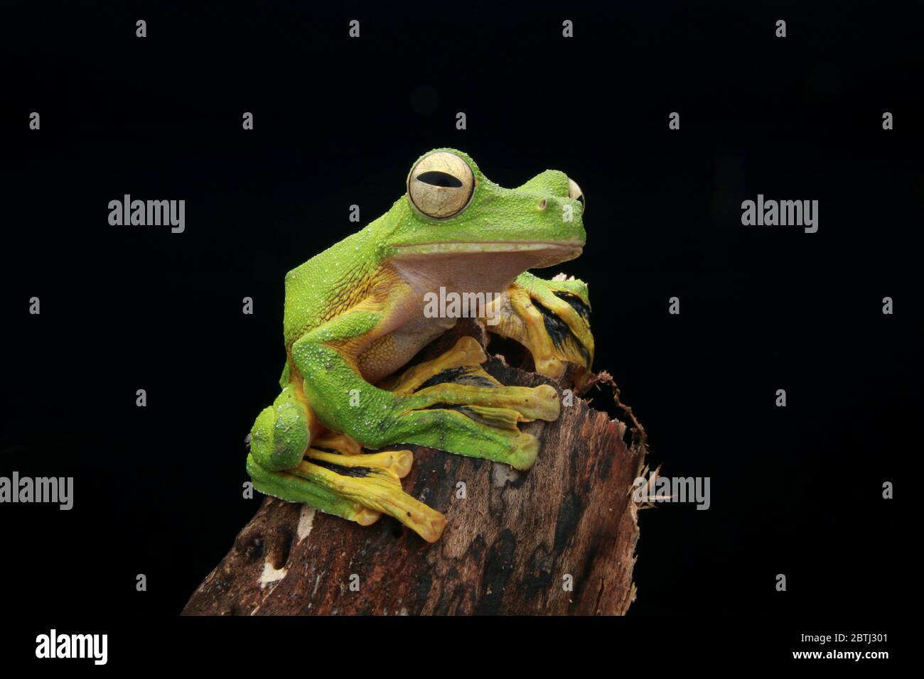 Wallace's Gliding Frog (Rhacophorus nigropalmatus) Like most of the ...