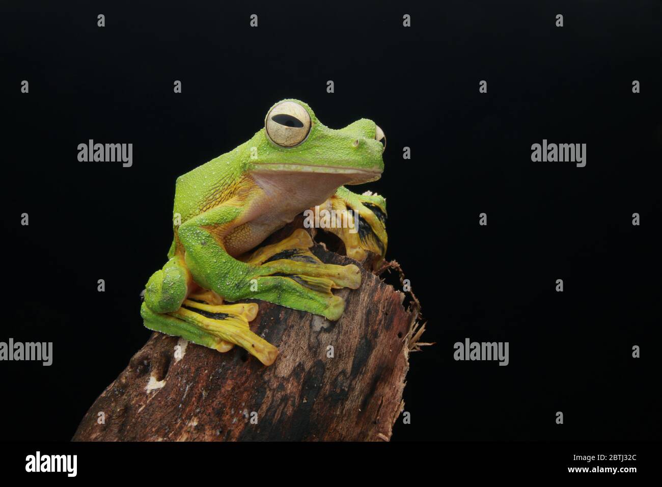 Rhacophorus nigropalmatus hi-res stock photography and images - Alamy