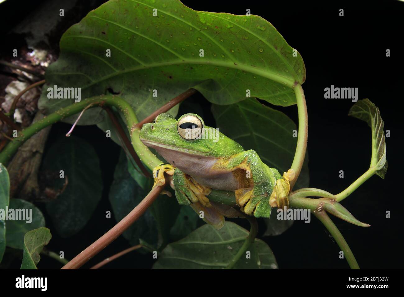 Abah river flying frog hi-res stock photography and images - Alamy