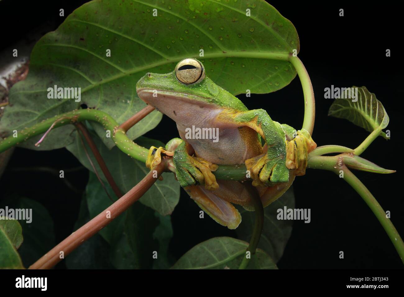 Rhacophorus nigropalmatus hi-res stock photography and images - Alamy
