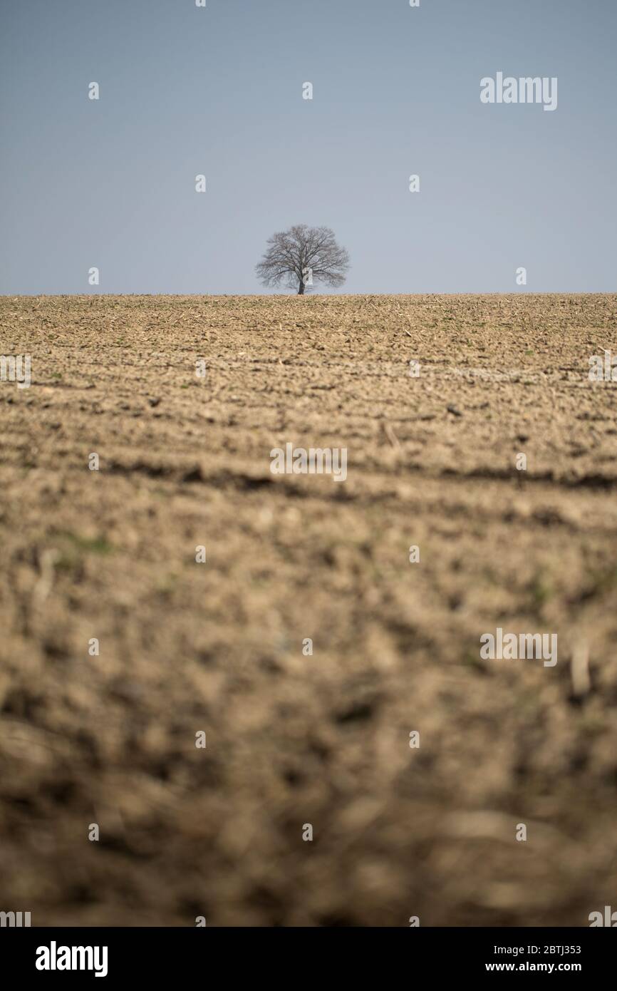 lonely dry tree on barren ground, dry ground - drought Stock Photo - Alamy