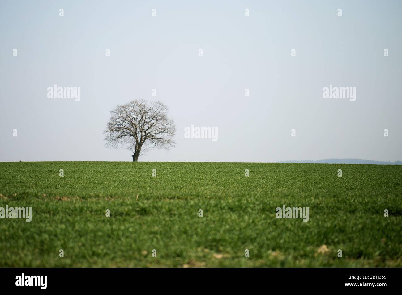 Lonely dry tree hi-res stock photography and images - Alamy