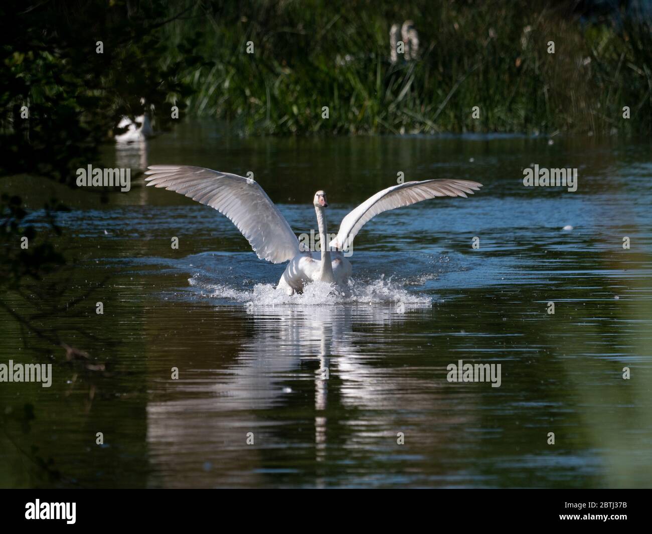 White Swan with wings wide open landing on river Stock Photo - Alamy