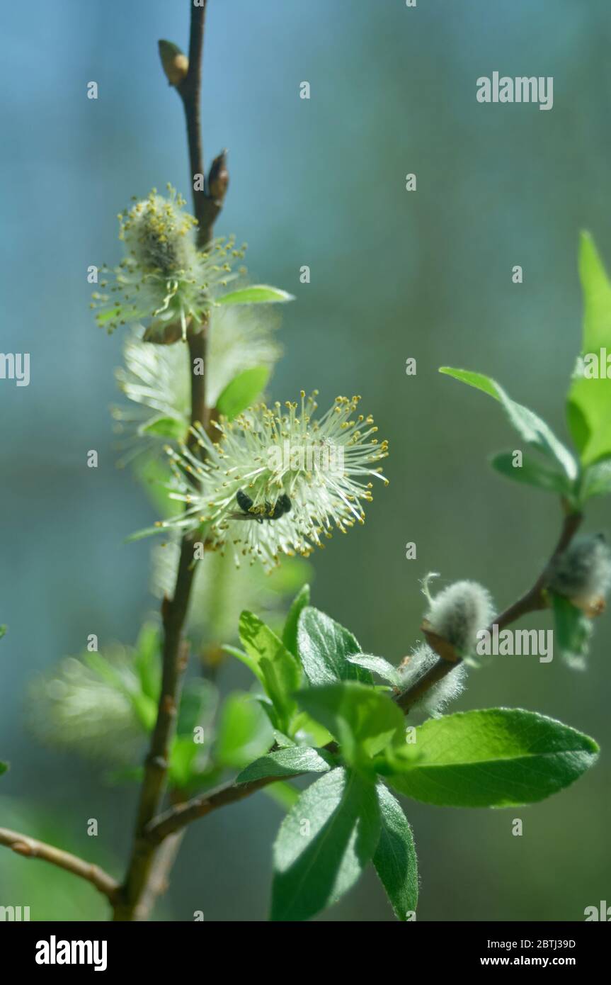 Young green kidneys begin to develop and open white on a tree in early ...