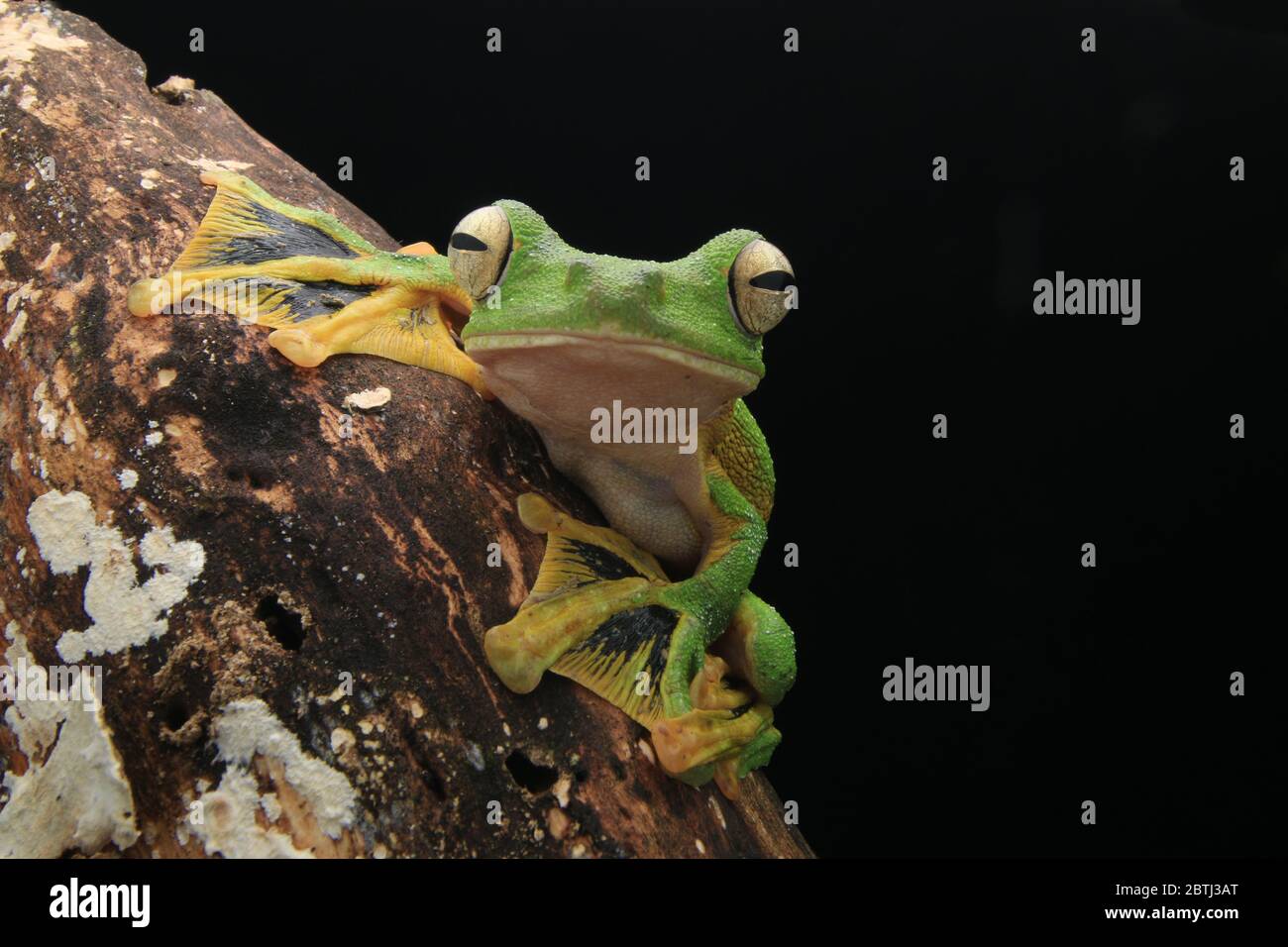 Gliding frogs of malaysia hi-res stock photography and images - Alamy