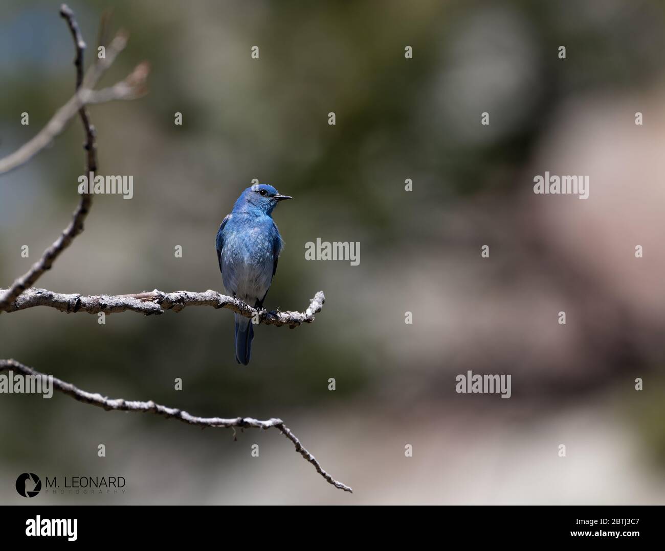 A mountain bluebird enjoys the Colorado morning sun Stock Photo - Alamy
