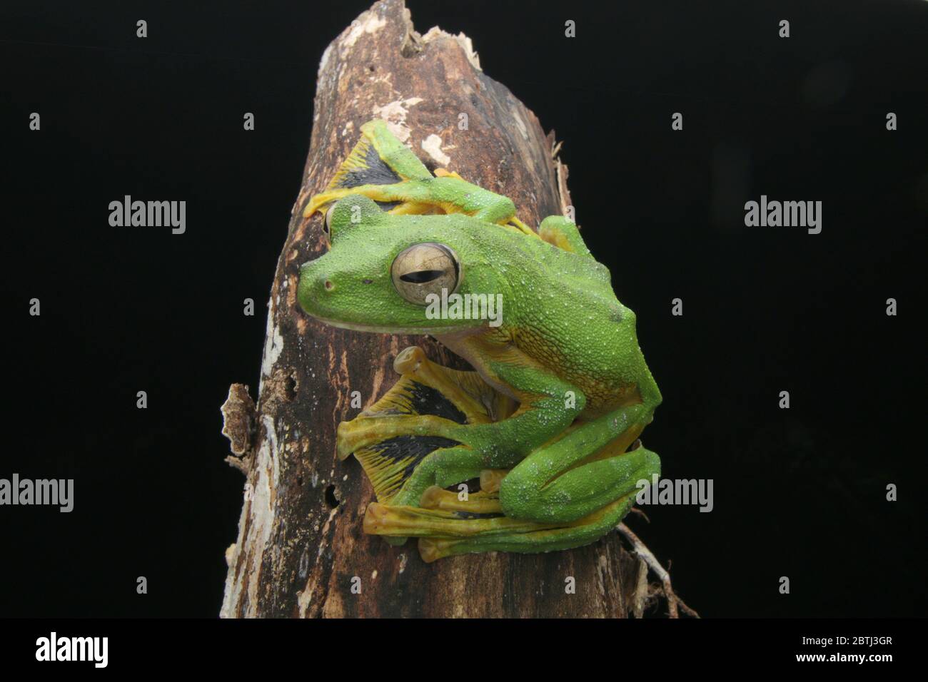 Wallaces flying frog rhacophorus nigropalmatus hi-res stock photography ...