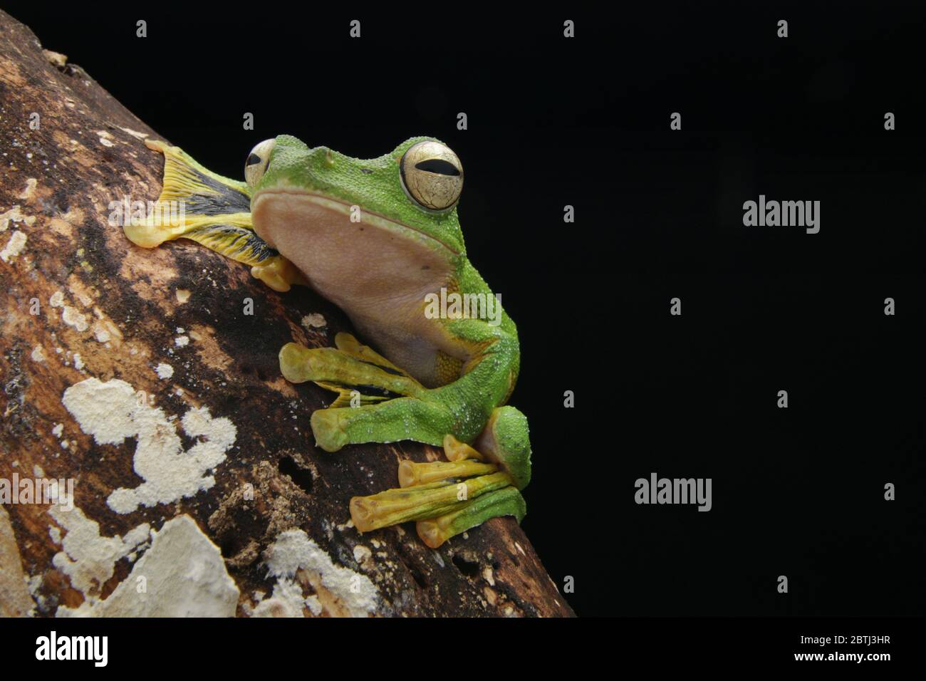 Wallace's Gliding Frog (Rhacophorus nigropalmatus) Like most of the ...