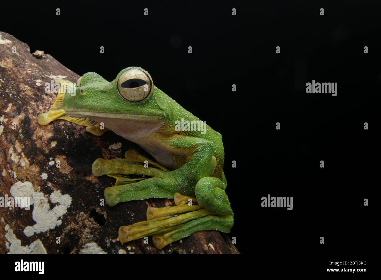 Wallace's Gliding Frog (Rhacophorus nigropalmatus) Like most of the ...