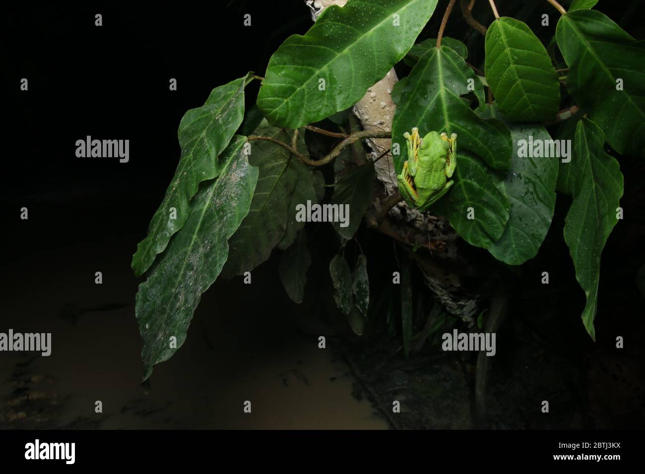 Wallace's Gliding Frog (Rhacophorus nigropalmatus) Like most of the ...