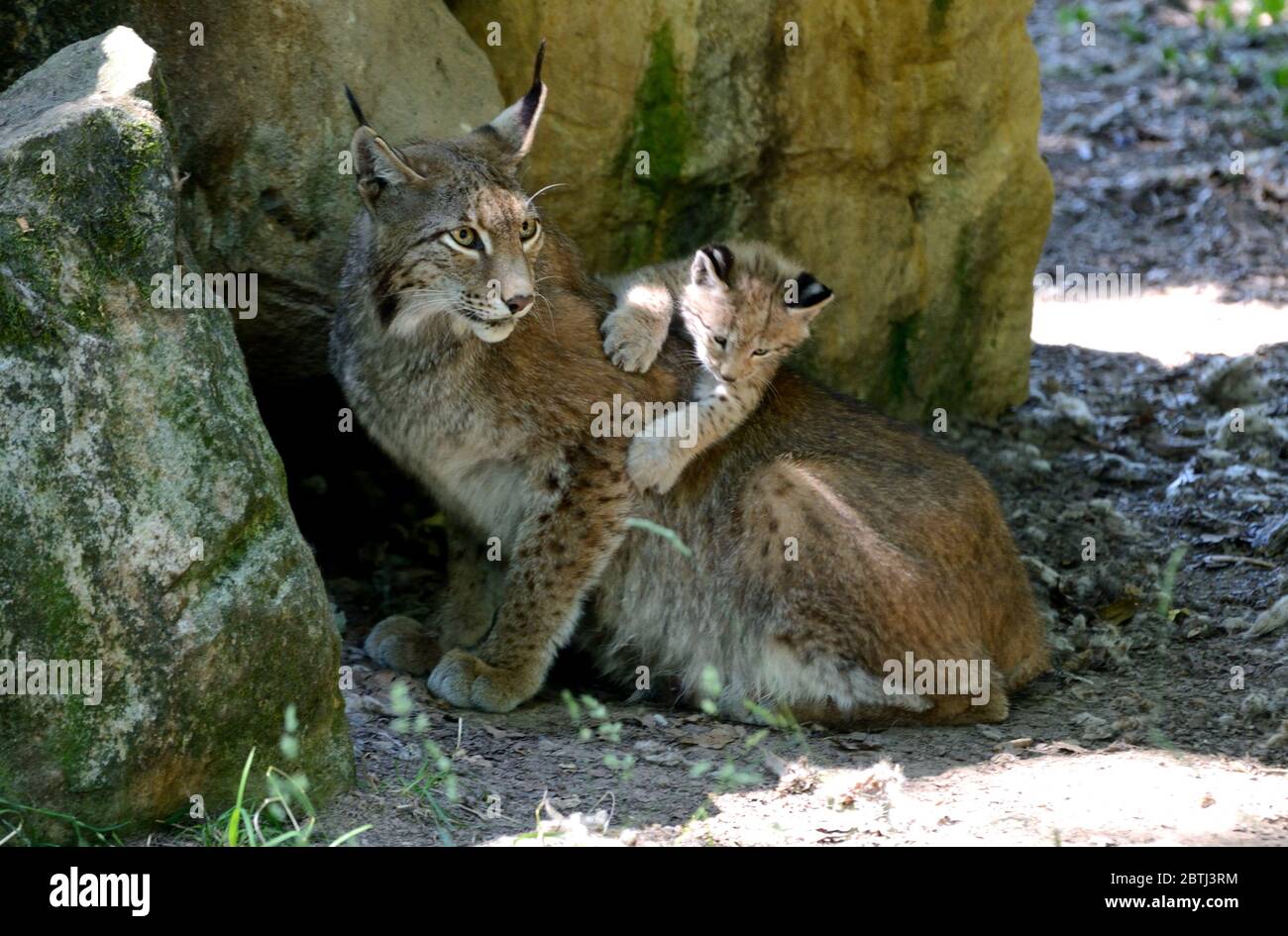 Junge luchse hi-res stock photography and images - Alamy
