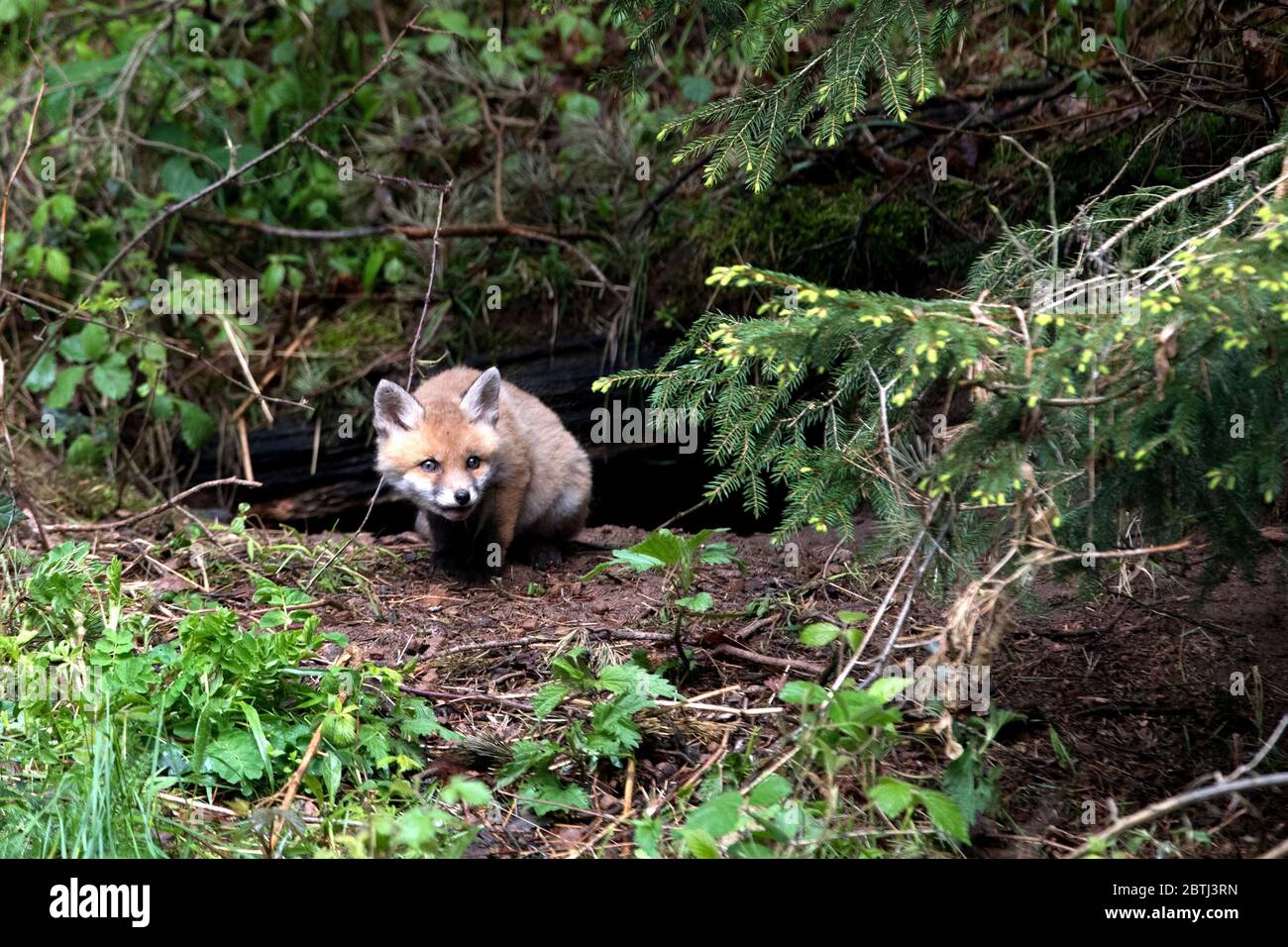 Listiger hi-res stock photography and images - Alamy