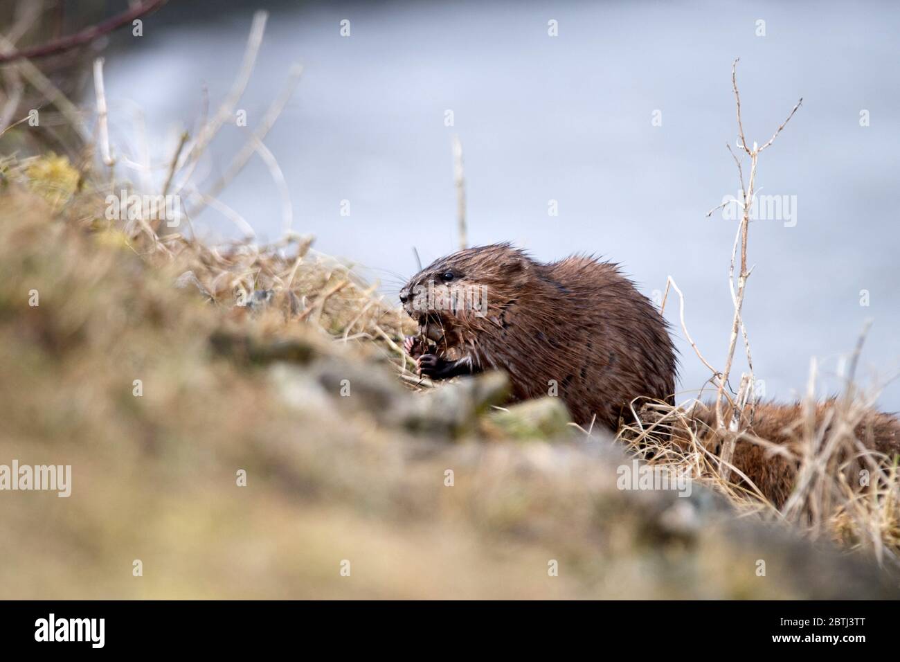 Bisam hi-res stock photography and images - Alamy