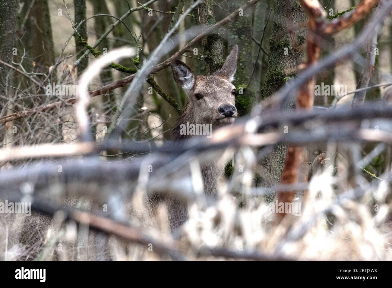 Weibliches rotwild hi-res stock photography and images - Alamy