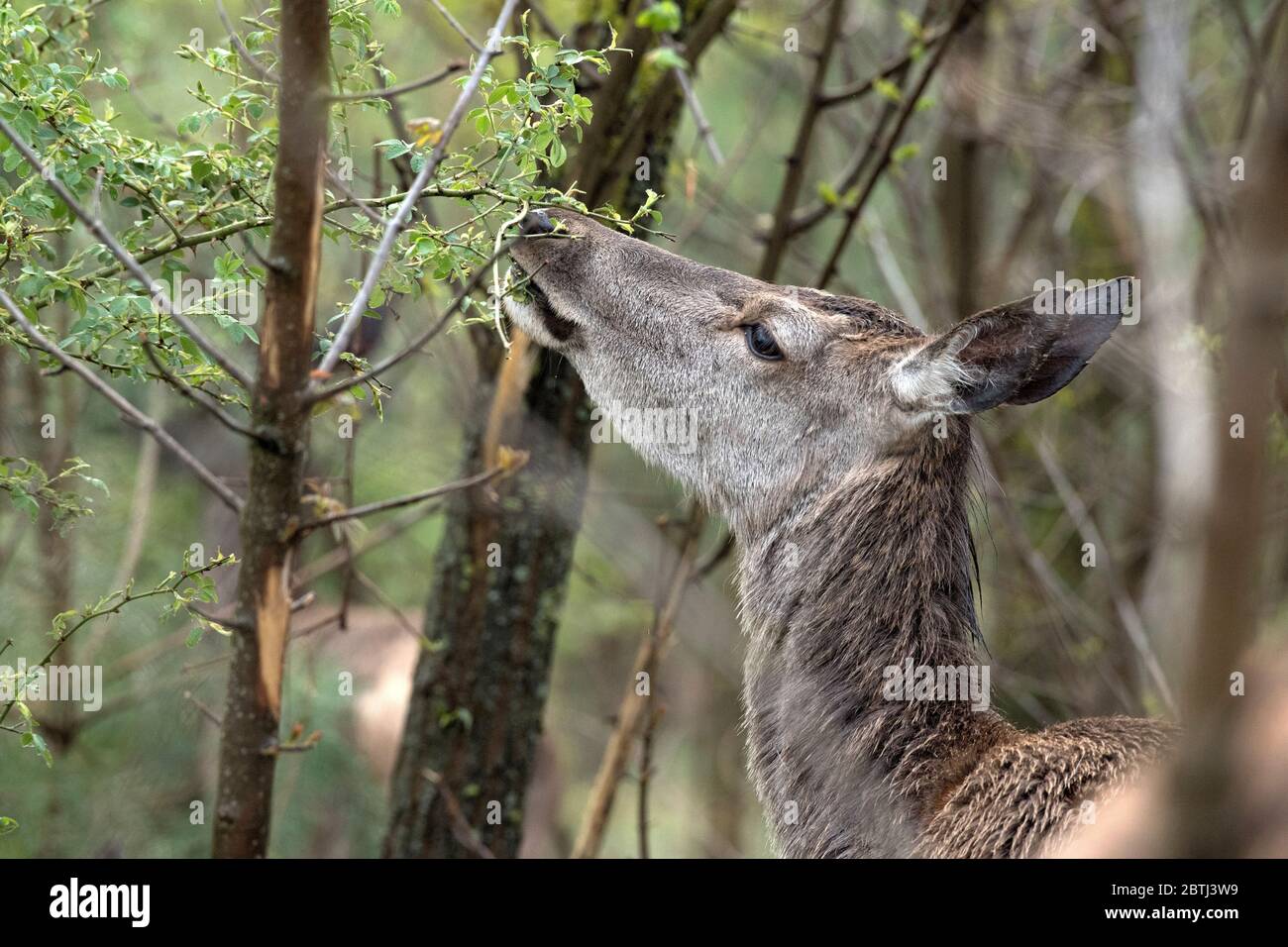 Rotwild beim asen hi-res stock photography and images - Alamy