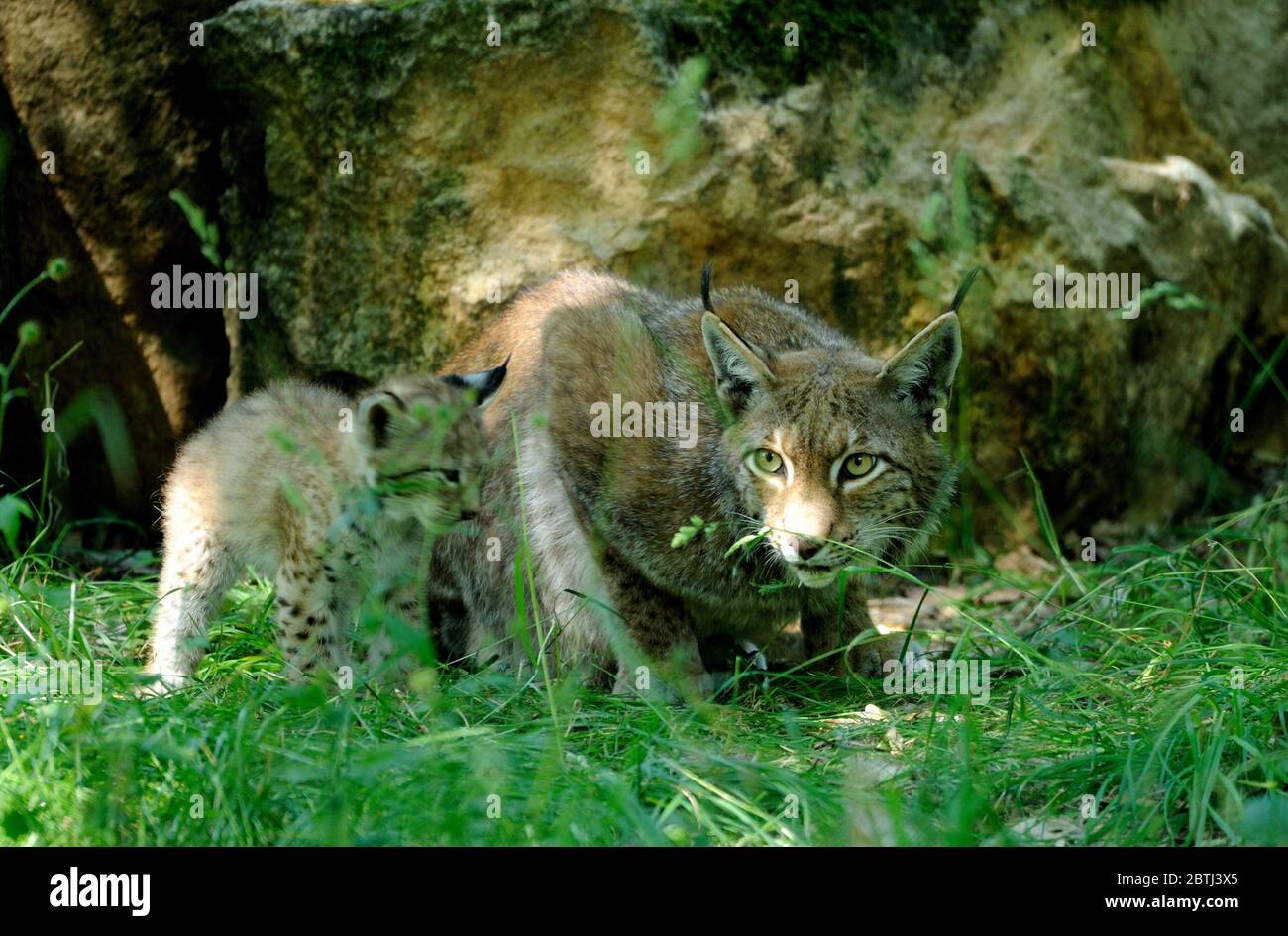 Junge luchse hi-res stock photography and images - Alamy