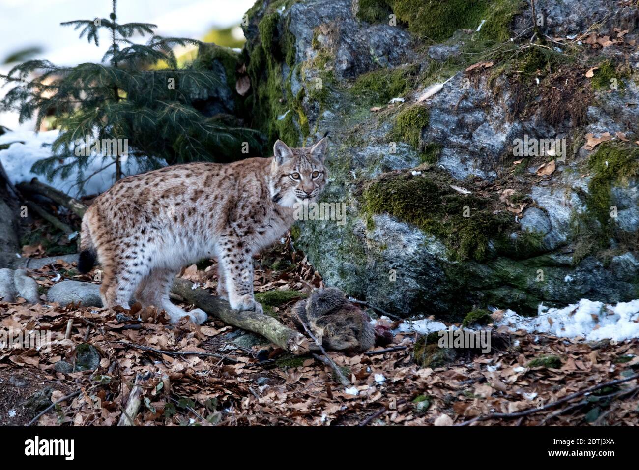 Luchs mit reh hi-res stock photography and images - Alamy