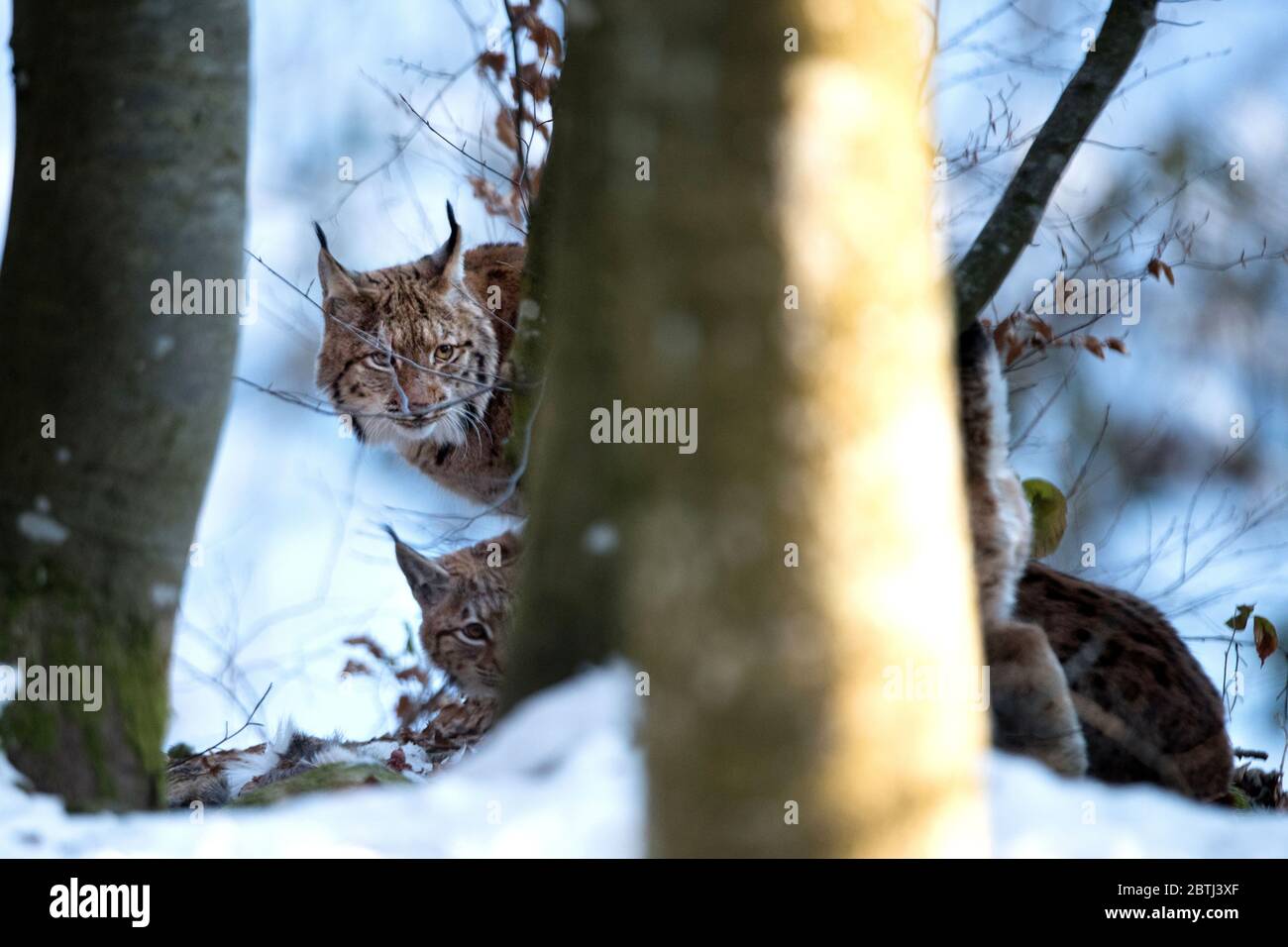 Junger eurasischer luchs hi-res stock photography and images - Alamy