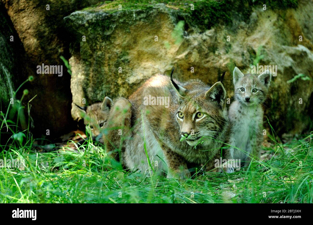 Luchs pelz hi-res stock photography and images - Alamy