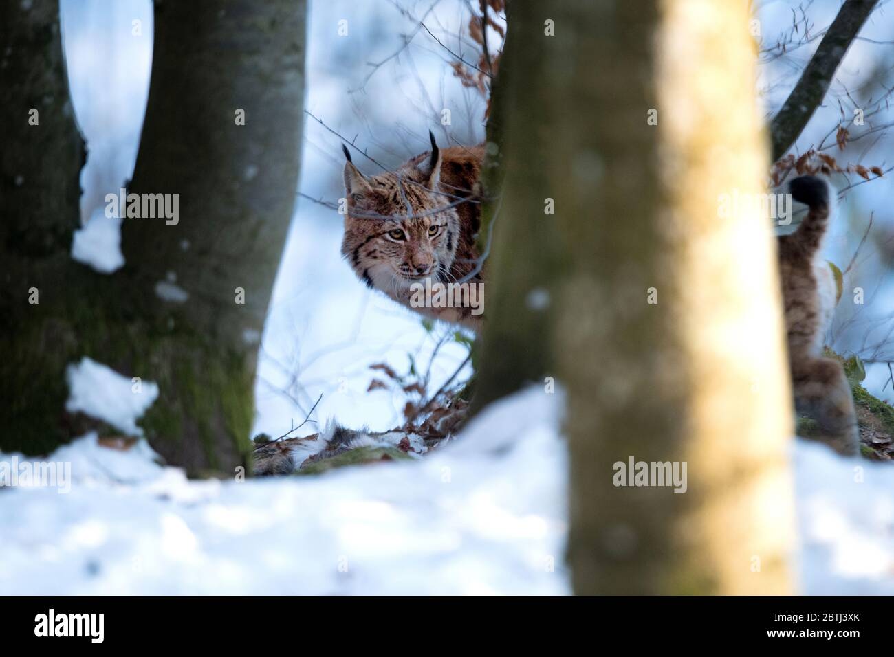Europaischer luchs hi-res stock photography and images - Alamy