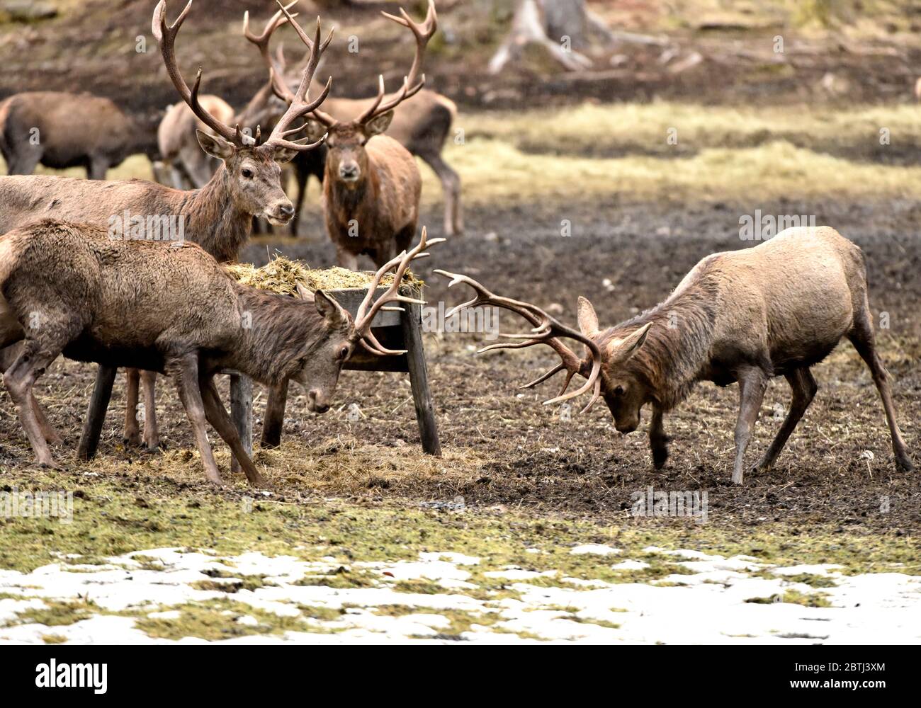 Wild lebende tiere hi-res stock photography and images - Alamy